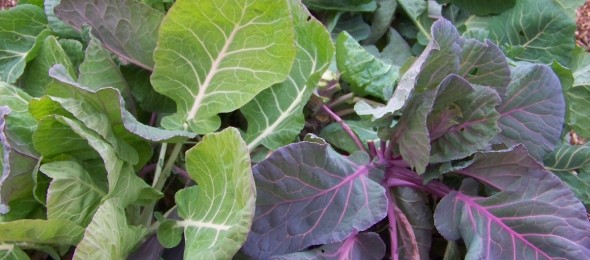 Collards – Kyle Thom