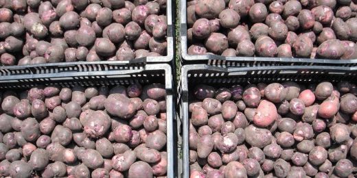 Purple Viking Potatoes – Kyle Thom