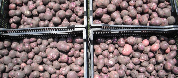 Purple Viking Potatoes – Kyle Thom
