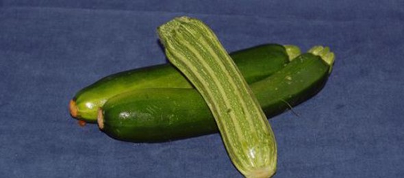 Zucchini – Roots Down Community Farm